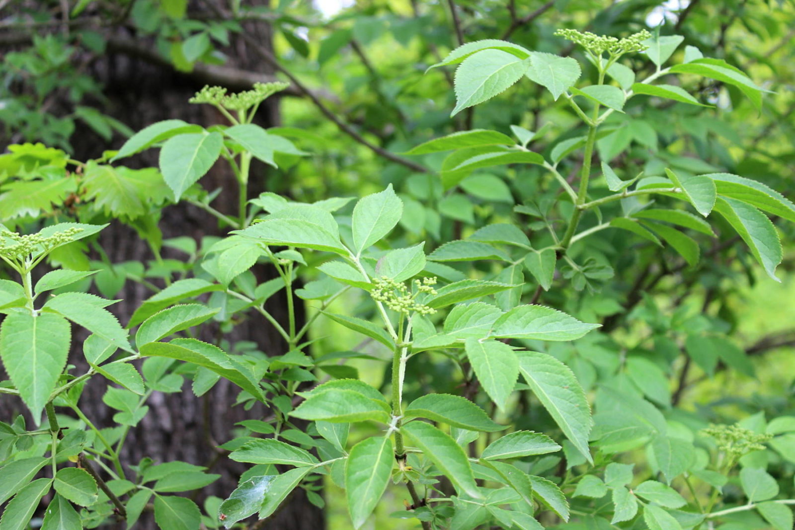 Walderleben - den Wald mit Kubikus in Bad Essen neu entdecken